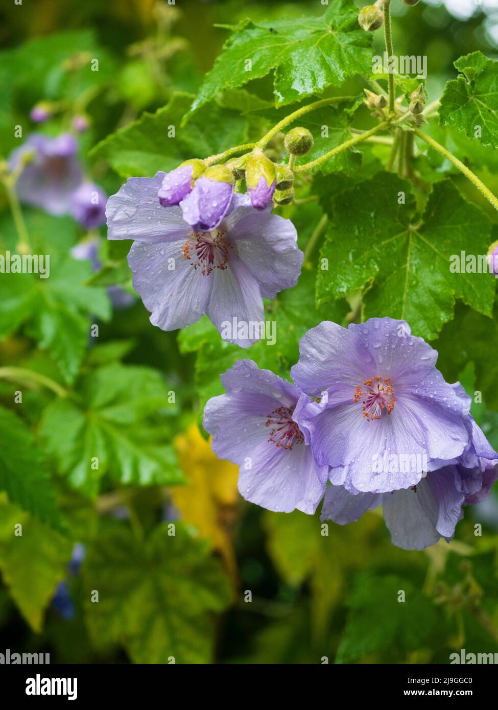 Delicate pale blue early summer blooms of the deciduous flowering maple ...