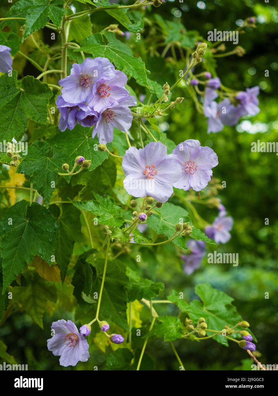 Large pale blue flowers hi-res stock photography and images - Alamy