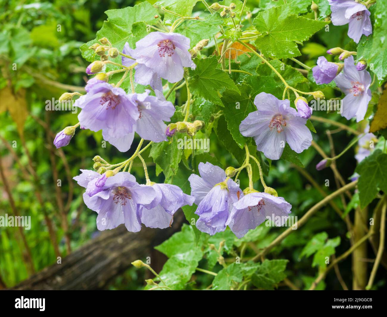 Delicate pale blue early summer blooms of the deciduous flowering maple ...
