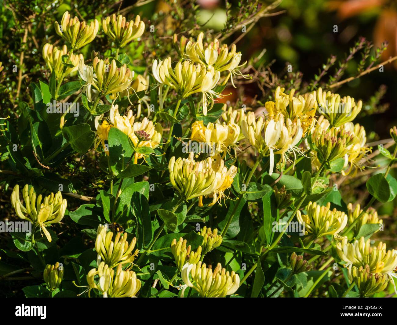 Late spring flowers of the fragrant hardy honeysuckle, Lonicera ...