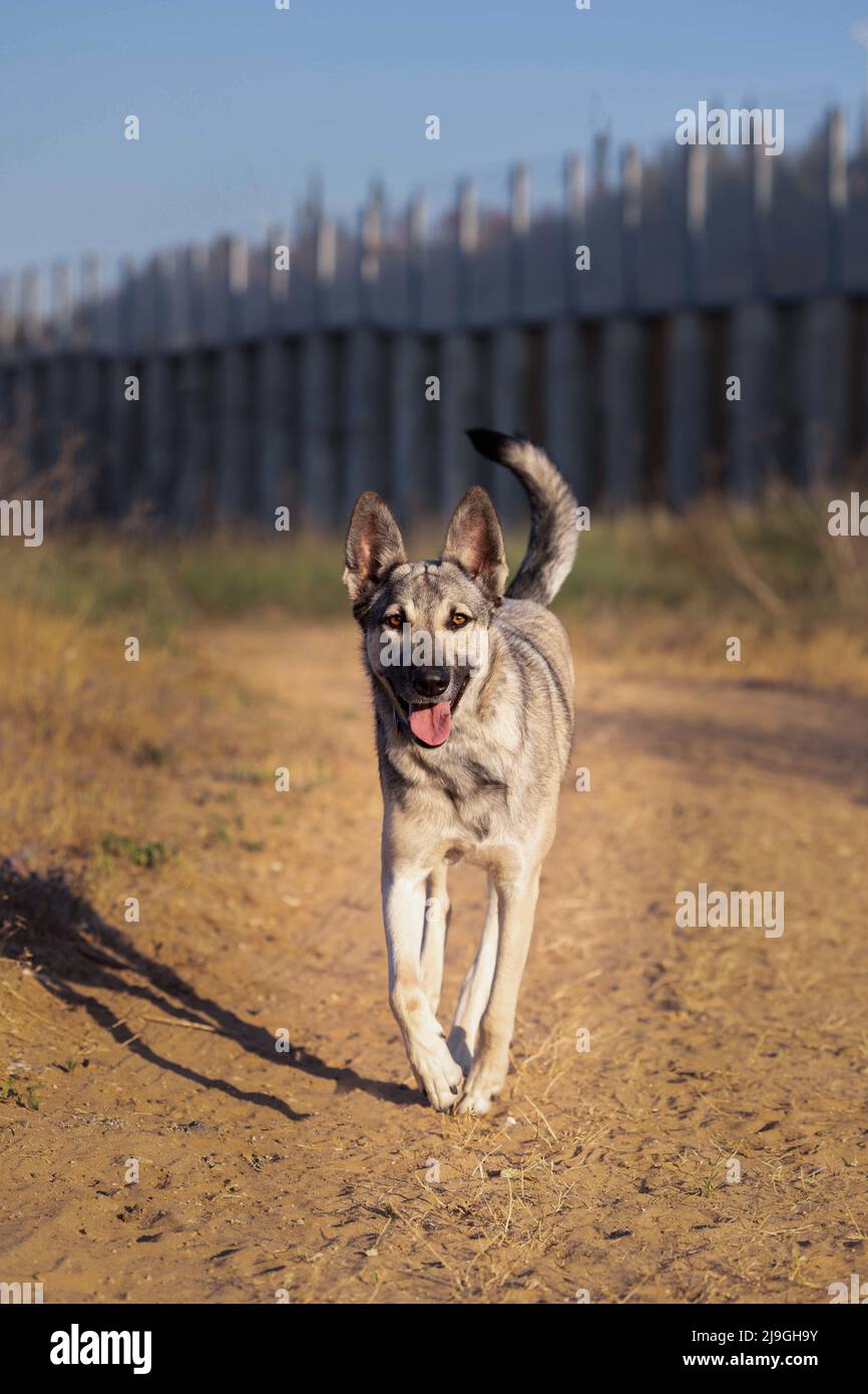 A dog ran in the field happily Stock Photo - Alamy