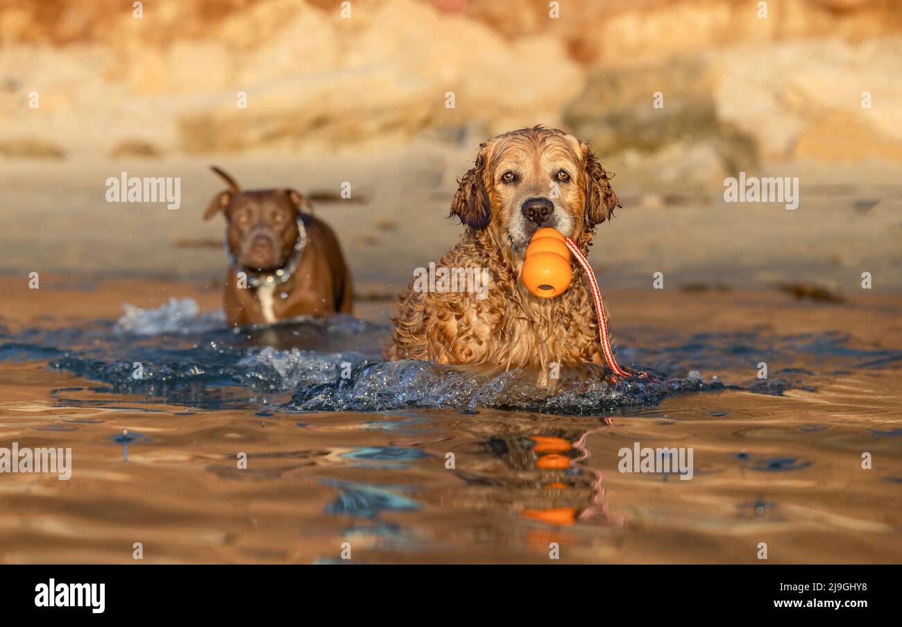 A dog swims in the sea with a toy in its mouth Stock Photo - Alamy