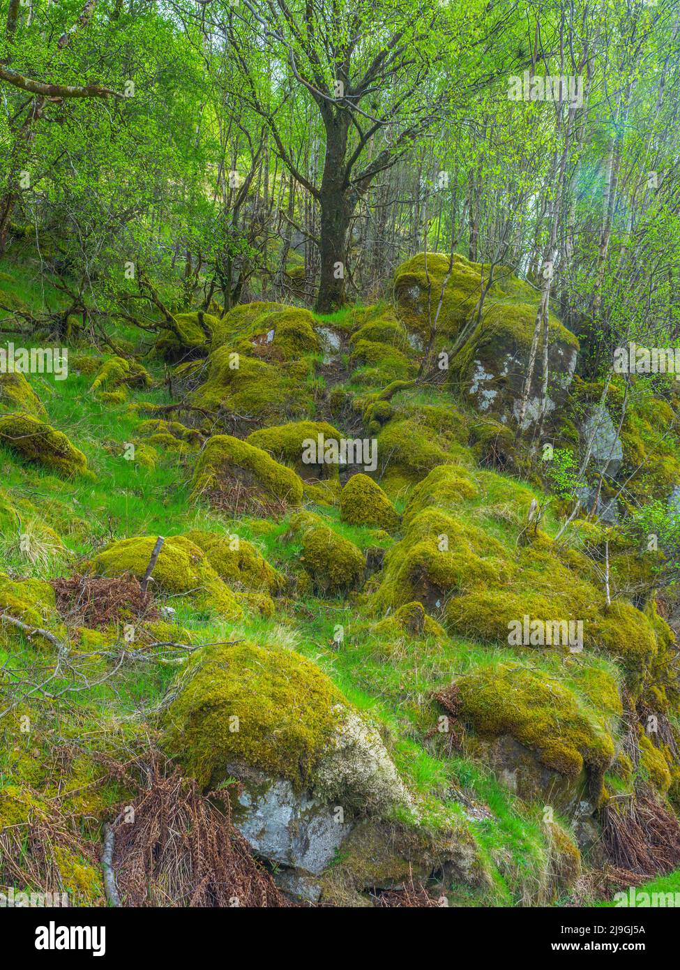 Ariundle Oakwood Nature Reserve, Ardnamurchan Scotland Stock Photo - Alamy