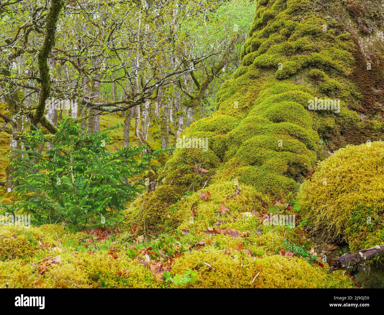 Ariundle Oakwood Nature Reserve, Ardnamurchan Scotland Stock Photo - Alamy