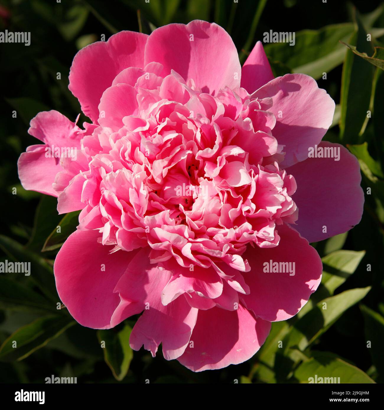 Spring blooming pink perennial peony hi-res stock photography and ...