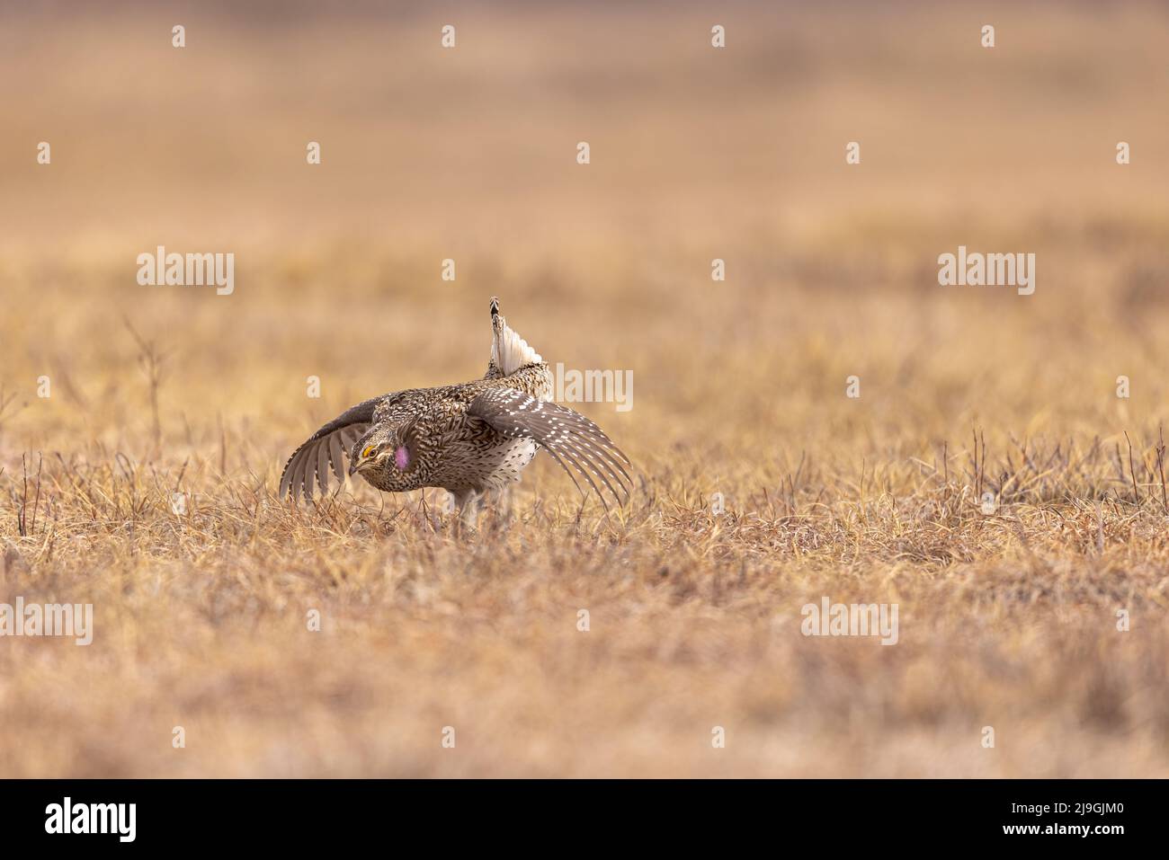 Sharp-tailed grouse dancing on a lek in northern Wisconsin Stock Photo ...