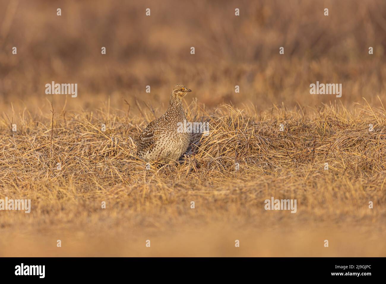 Common grouse in grass hi-res stock photography and images - Alamy