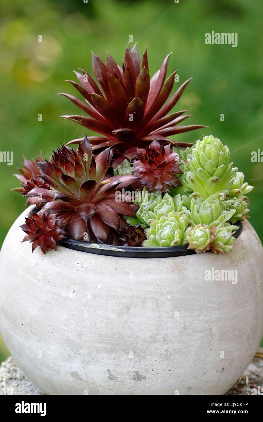 Red houseleek hi-res stock photography and images - Alamy