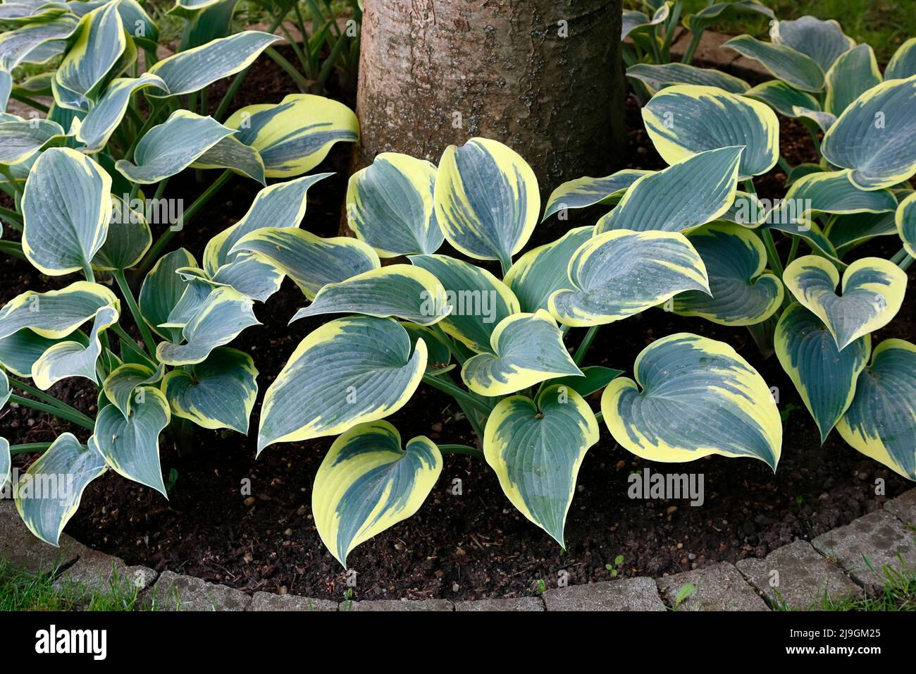 Some green and yellow hostas around a tree trunk Stock Photo - Alamy