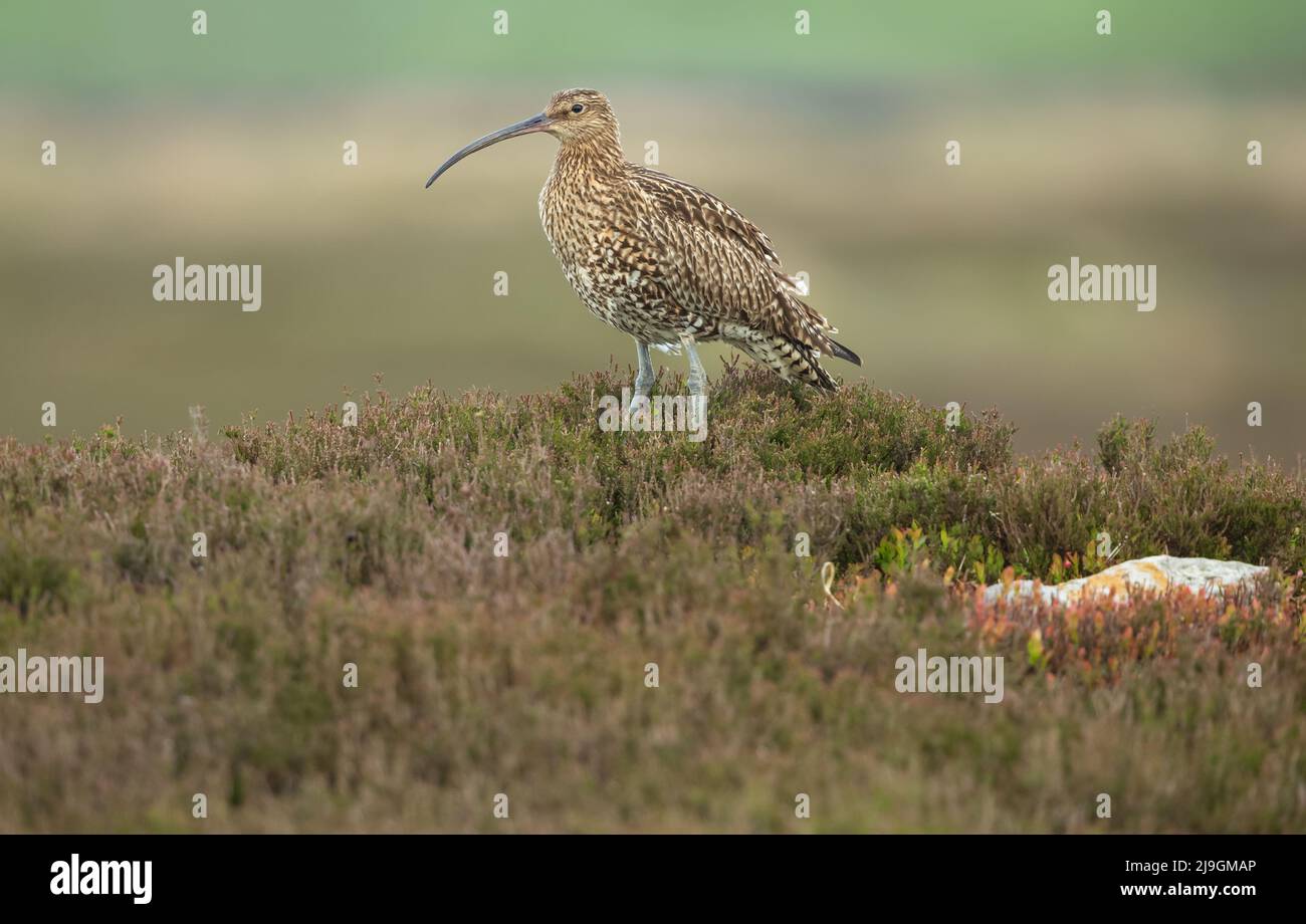 Adult curlew in Springtime, stood in rough heather covered moorland on ...