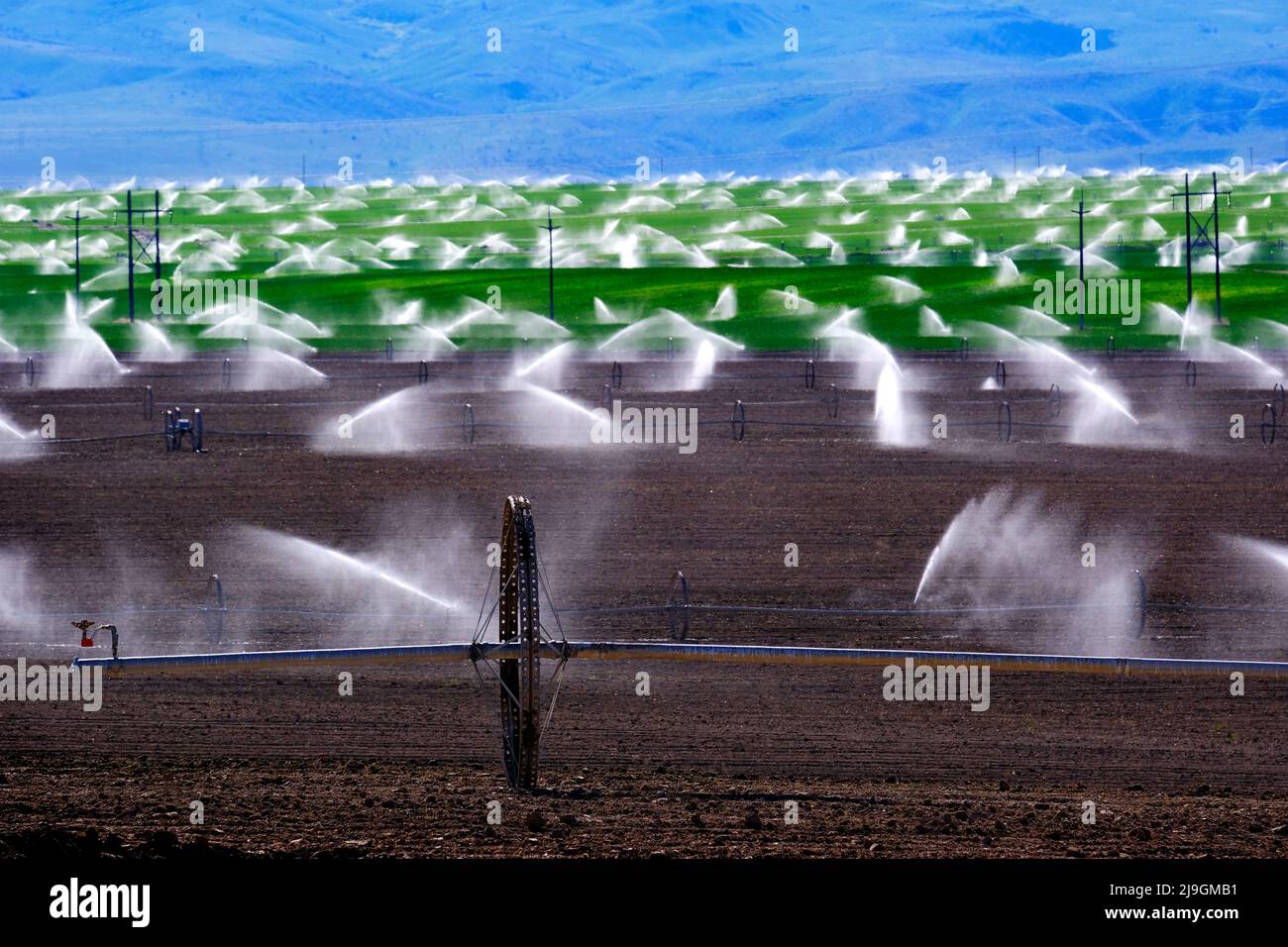 Wheel line sprinklers for irrigation of furrowed plowed farm field dirt ...