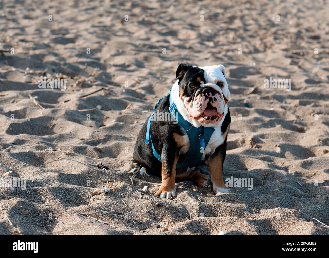 Blue Tri Bulldog