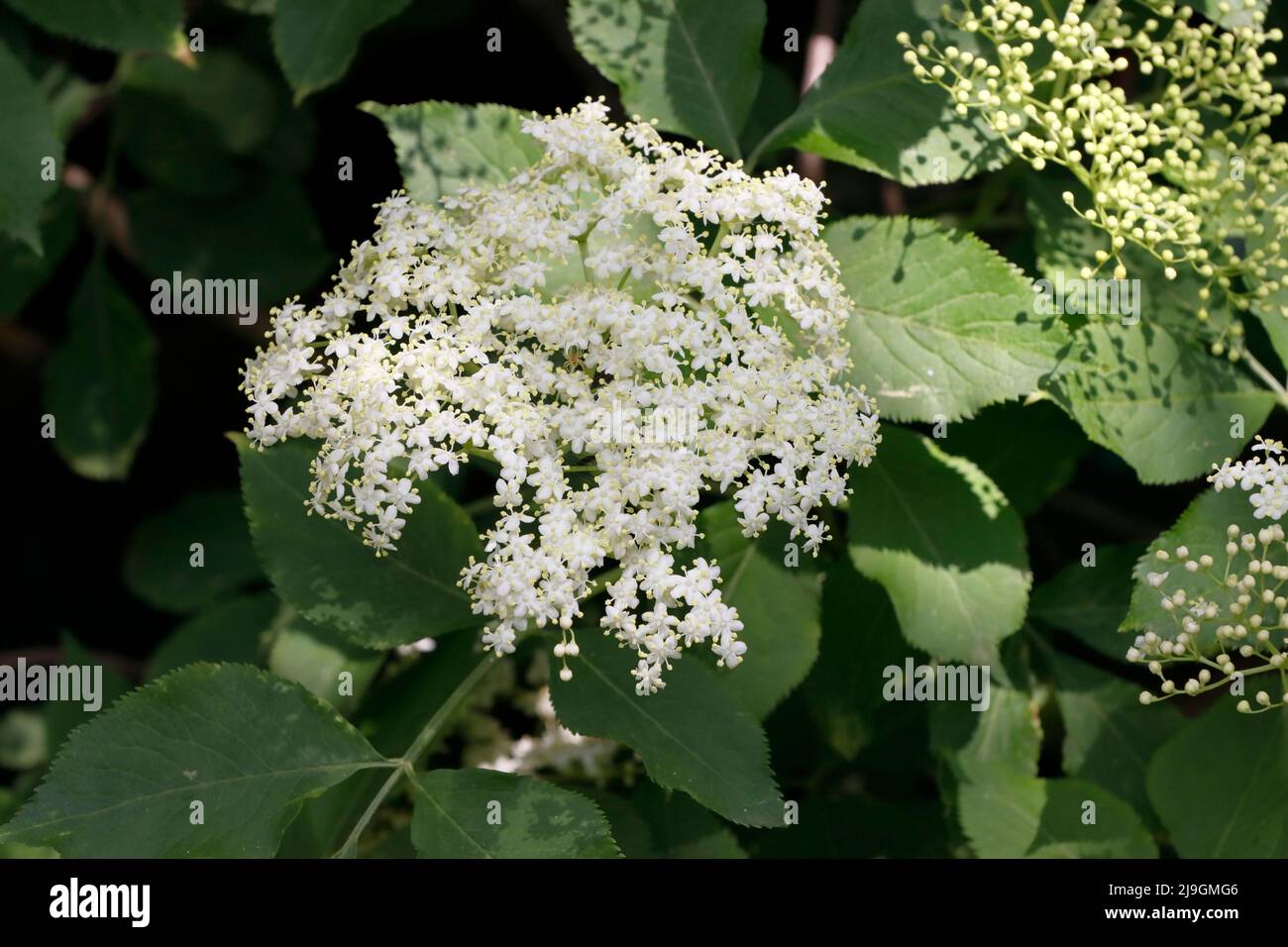 Elder tree hi-res stock photography and images - Alamy