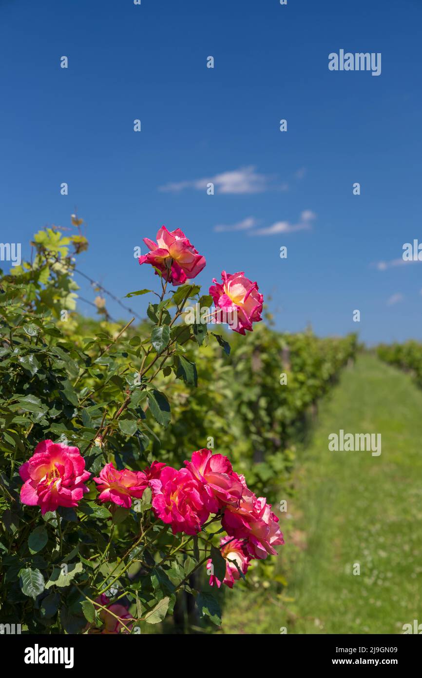 Roses in vineyard, Polesovice, Southern Moravia, Czech Republic Stock ...