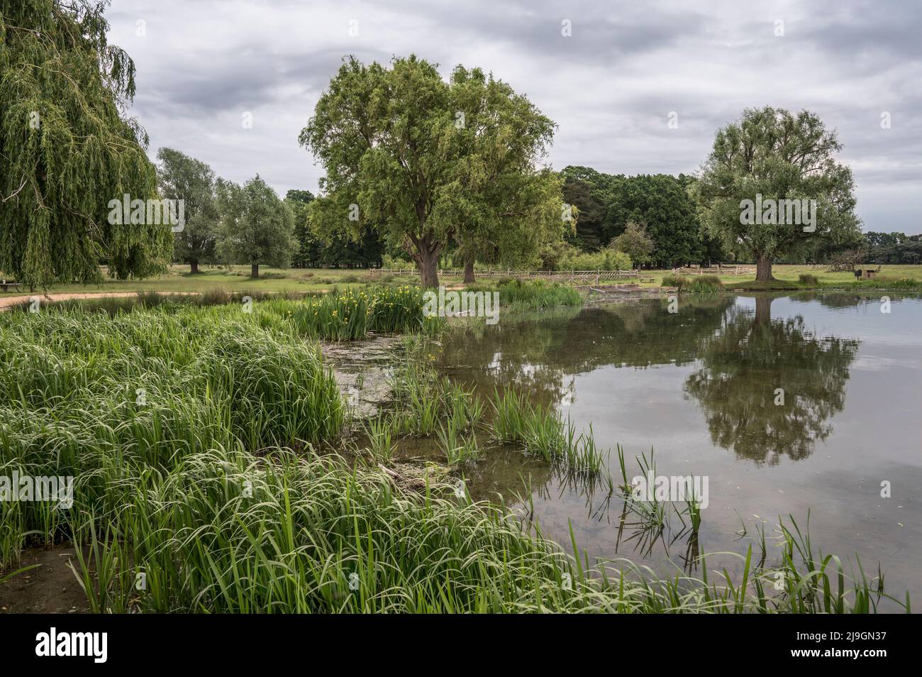 Reeds and grasses grow rapidly in early summer time Stock Photo - Alamy