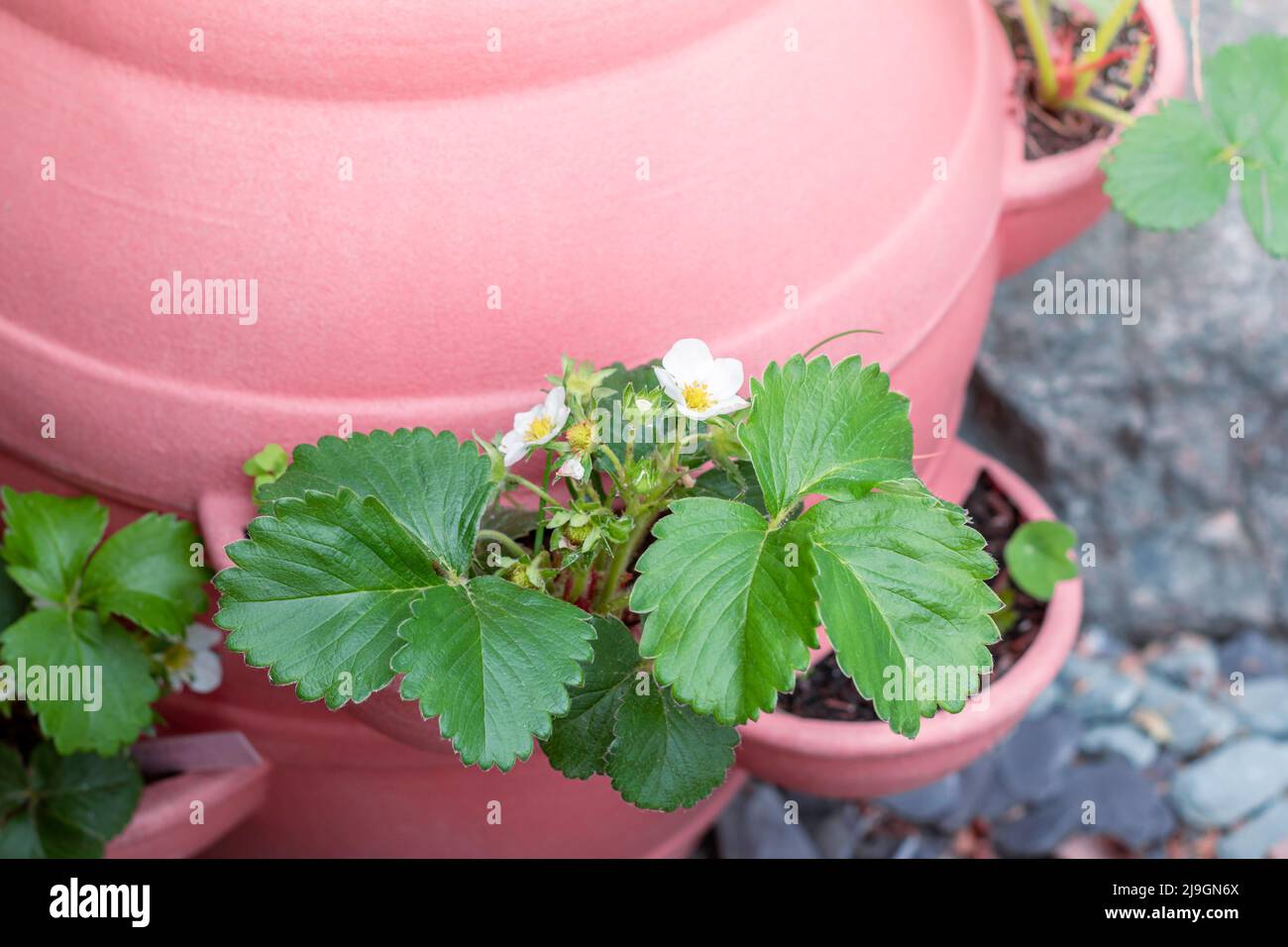 Gardening strawberry plant in a pot. Flowering strawberry in the summer ...