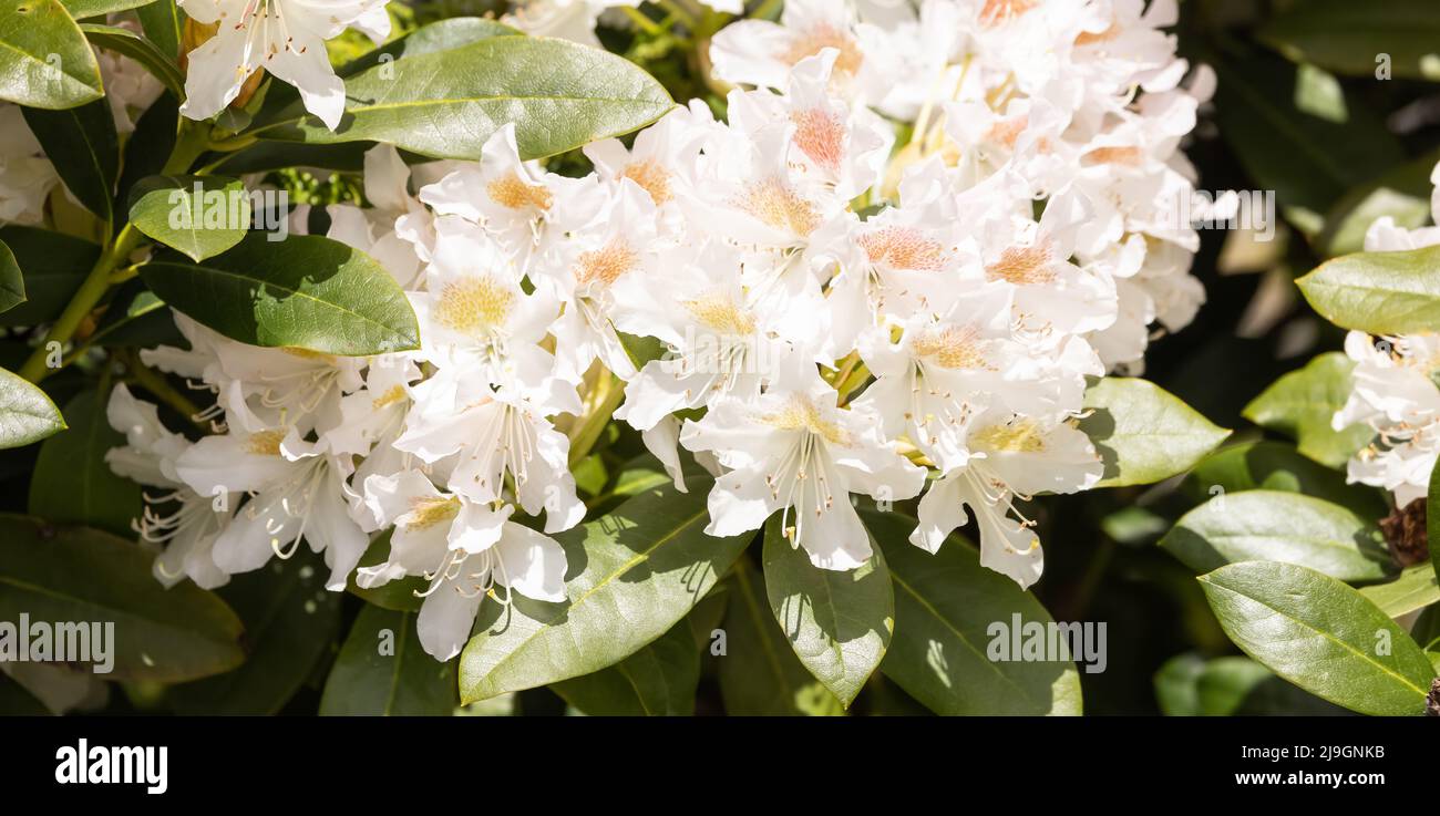 Close up View of White Azalea Flower in a green field Stock Photo - Alamy