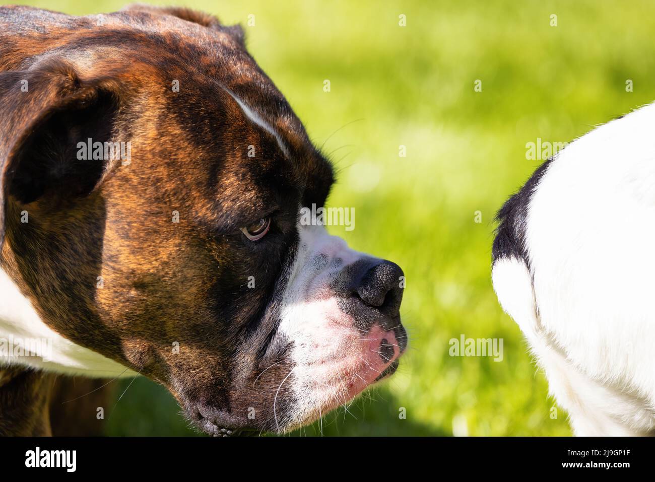 Adorable boxer hi-res stock photography and images - Alamy