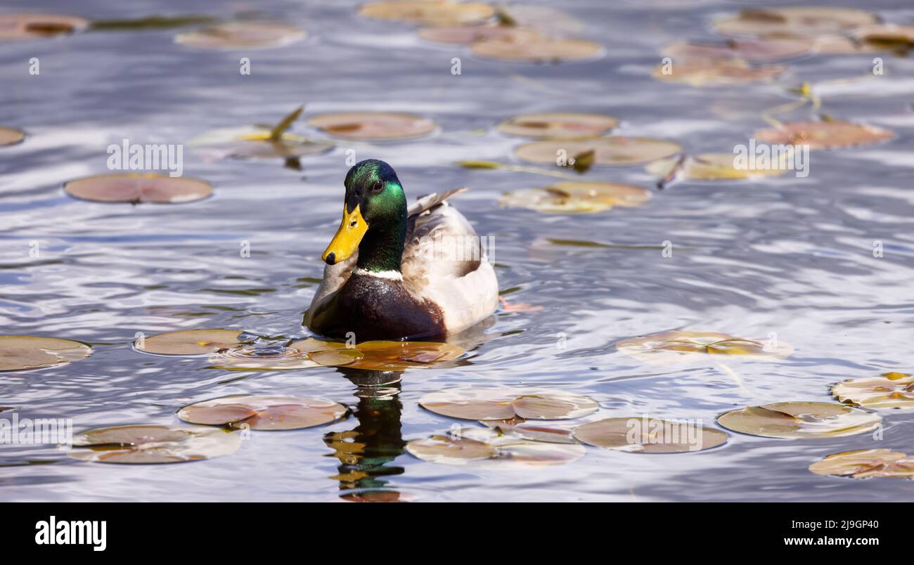 Burnaby close hi-res stock photography and images - Alamy