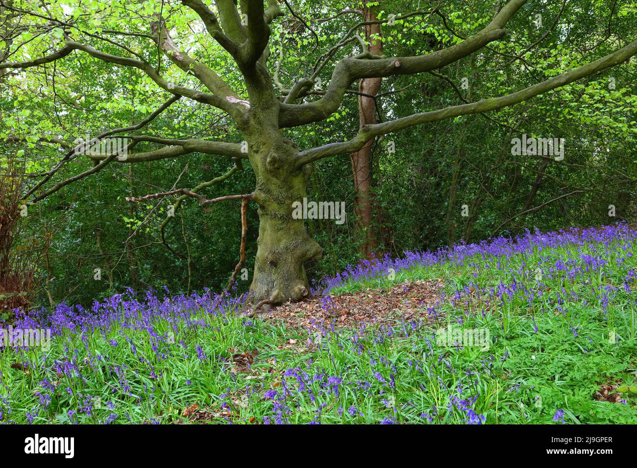 Houghall hi-res stock photography and images - Alamy