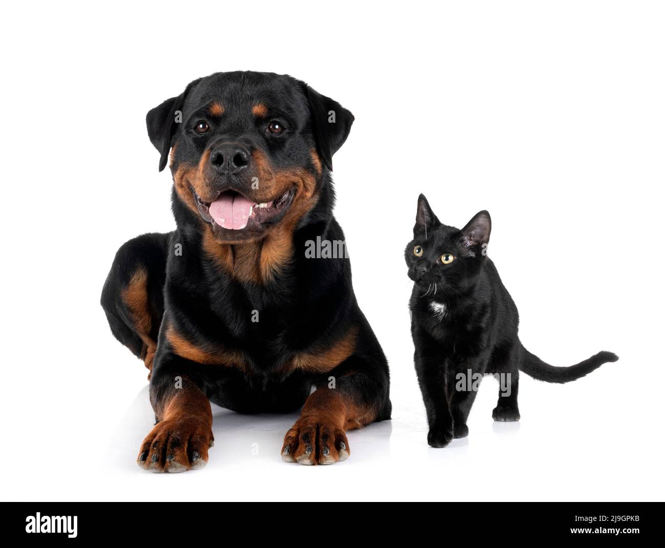 stray cat and rottweiler in front of white background Stock Photo - Alamy