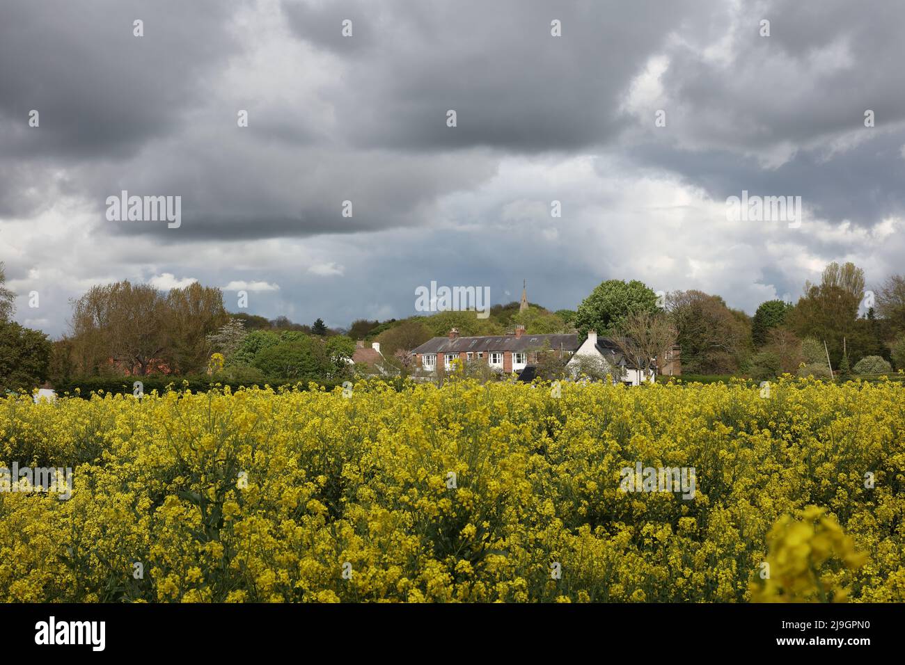 Rape Seed Field with Shincliffe Village in the background. County ...