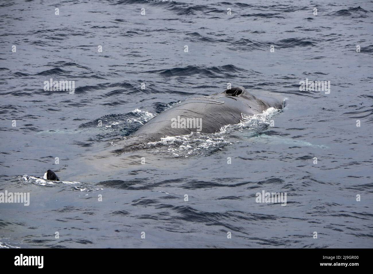 Whale mouth open baleen hi-res stock photography and images - Alamy