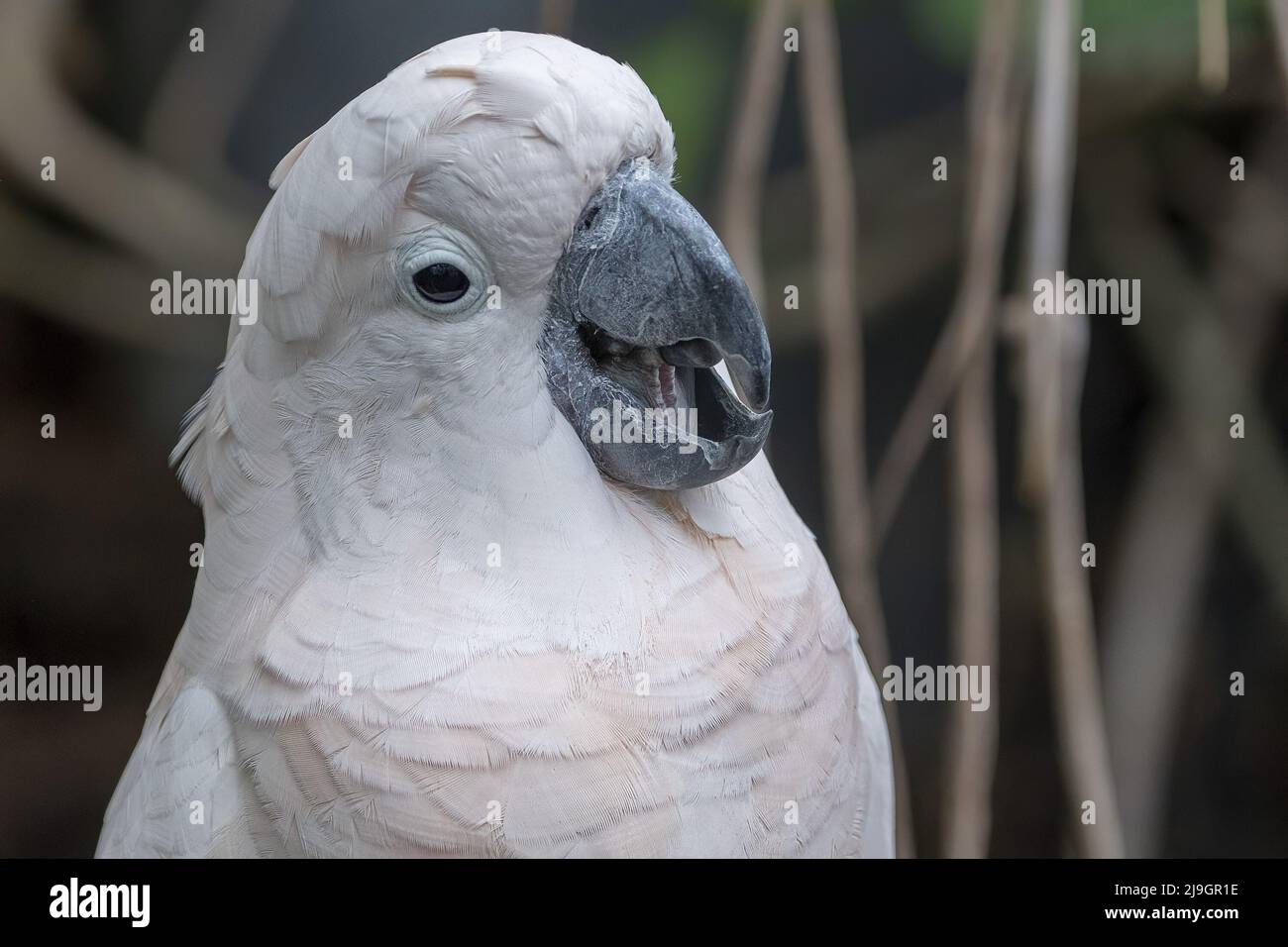 Pink cacatua bird close up portrait Stock Photo - Alamy
