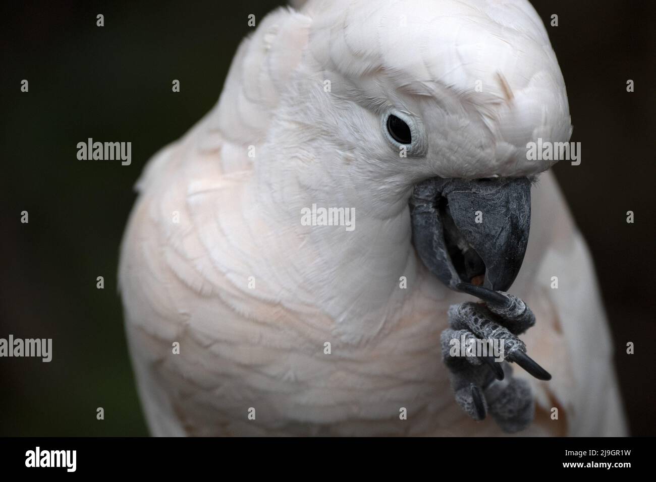 Pink cacatua bird close up portrait Stock Photo - Alamy