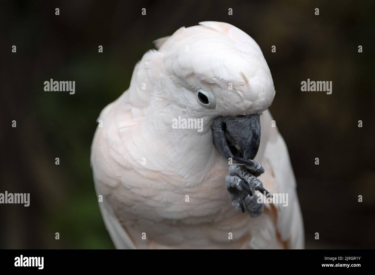 Pink cacatua bird close up portrait Stock Photo - Alamy