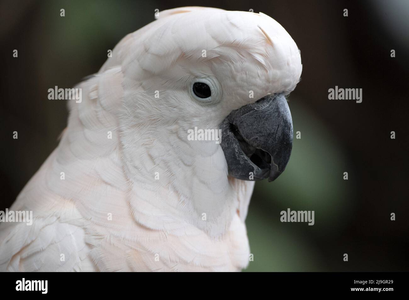 Pink cacatua bird close up portrait Stock Photo - Alamy