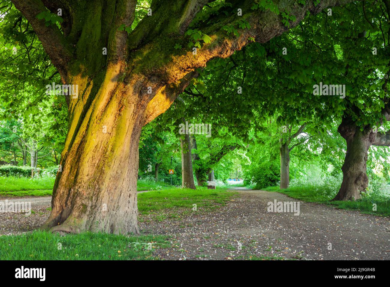 Spring morning on the riverside in the city of York, England Stock ...