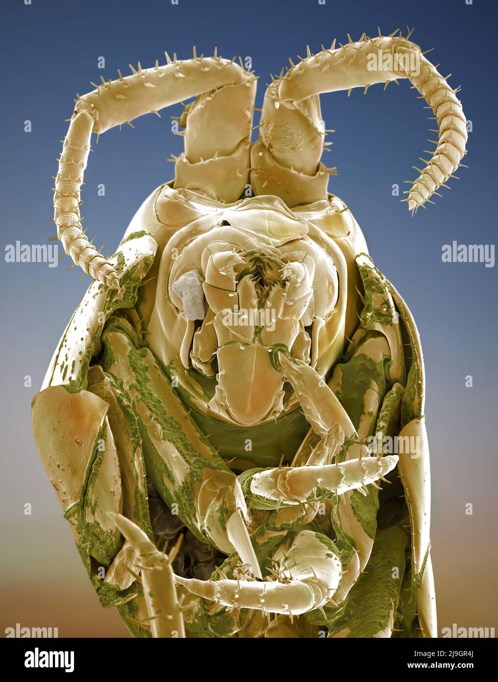 SEM Scanning Electron Microscope image of a Sandhopper, Sand Flea ...