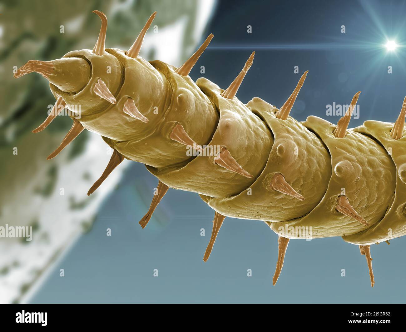 Flea Under Electron Microscope