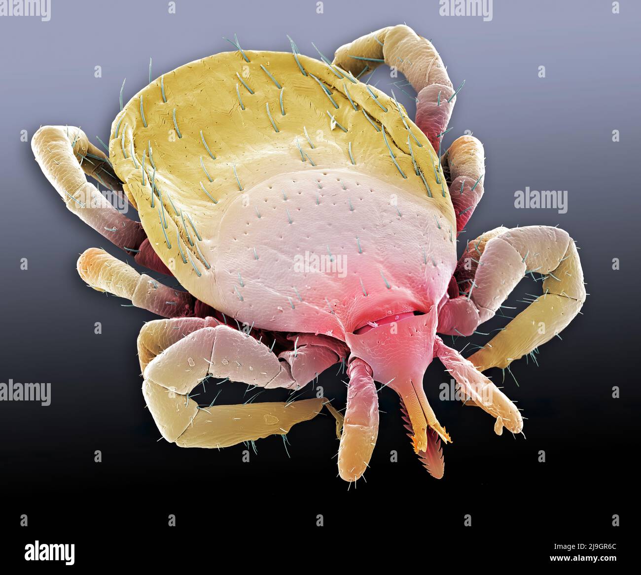 Vampire bite blood hi-res stock photography and images - Alamy