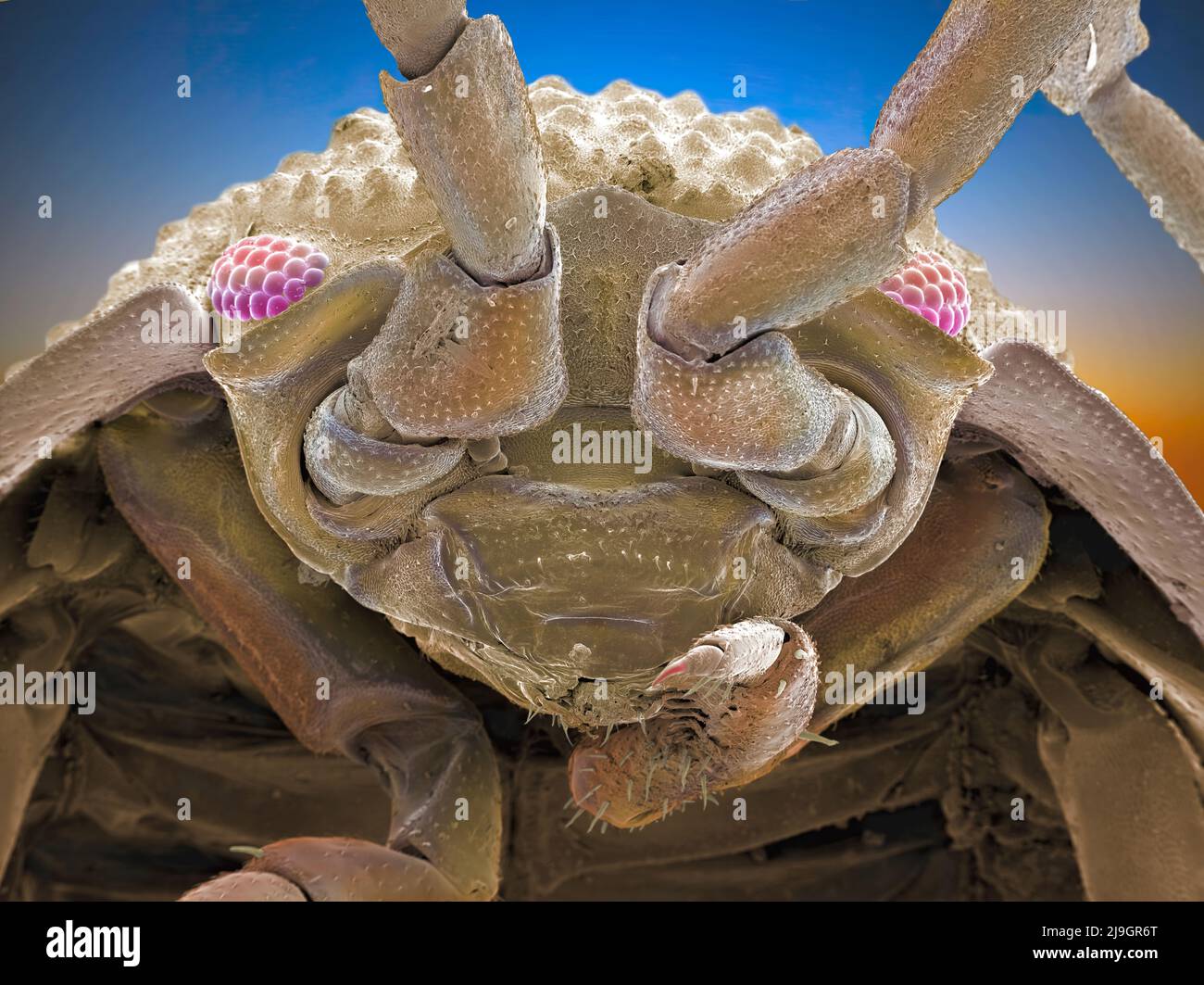 SEM Scanning Electron Microscope image of a Woodlouse closeup head shot ...