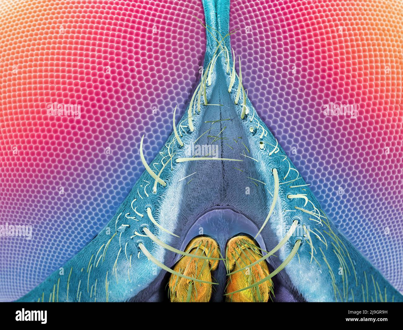 SEM Scanning Electron Microscope image of a Bluebottle Fly eyes alien ...