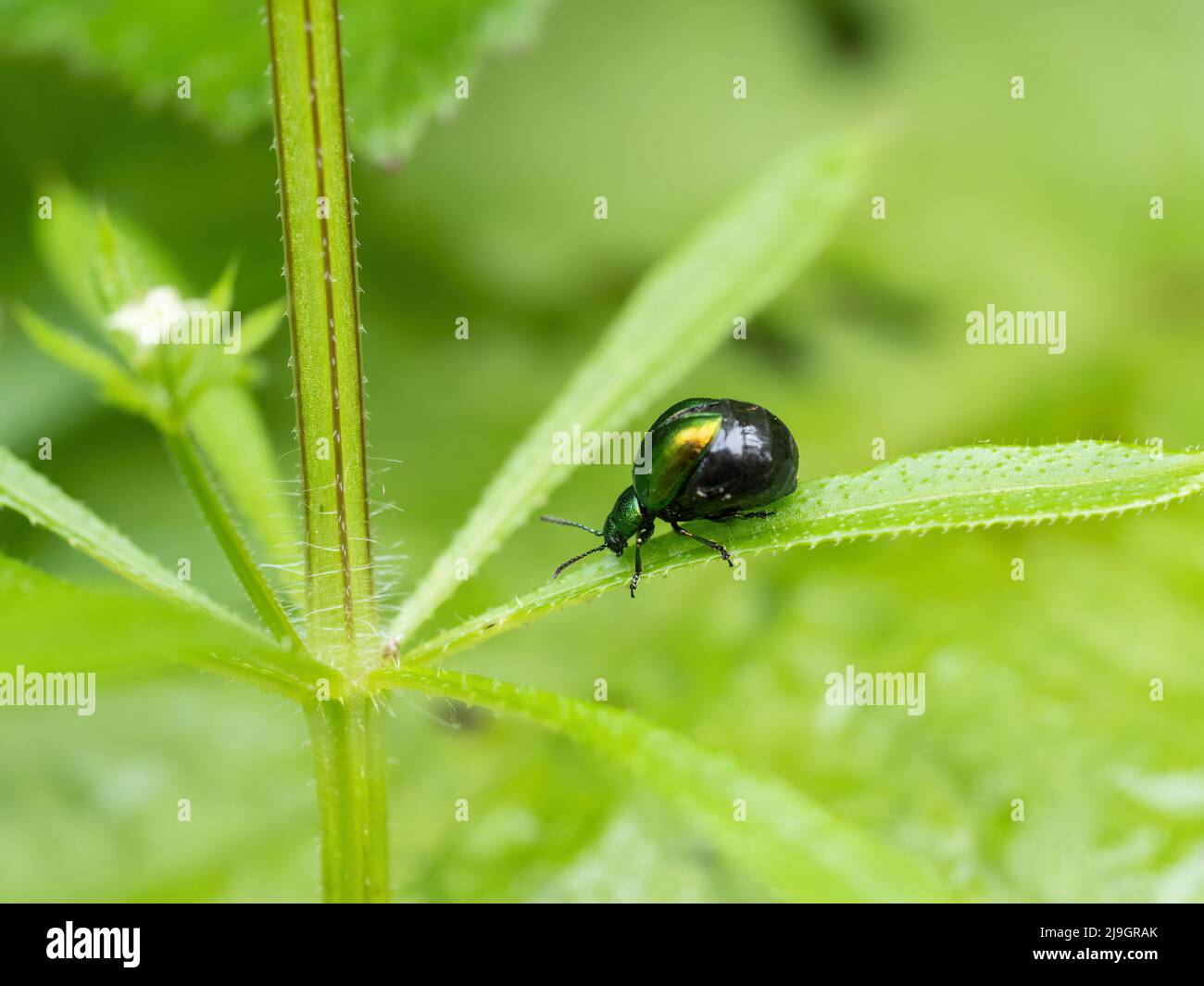 Green dock beetle, Gastrophysa viridula, gravid female Stock Photo - Alamy