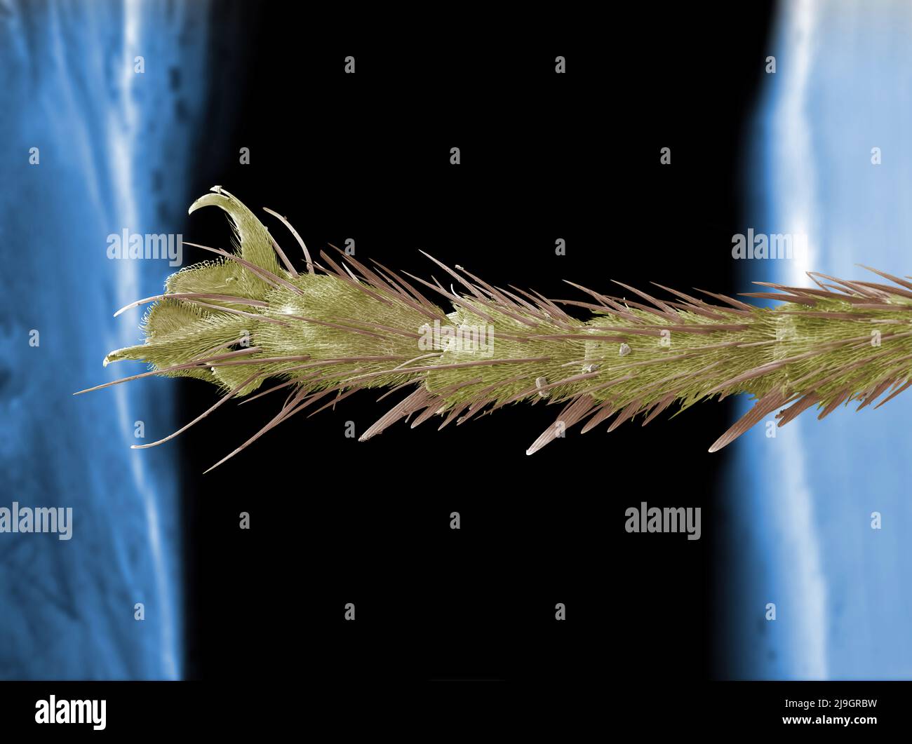 SEM Scanning Electron Microscope image of a Bluebottle Fly alien ...