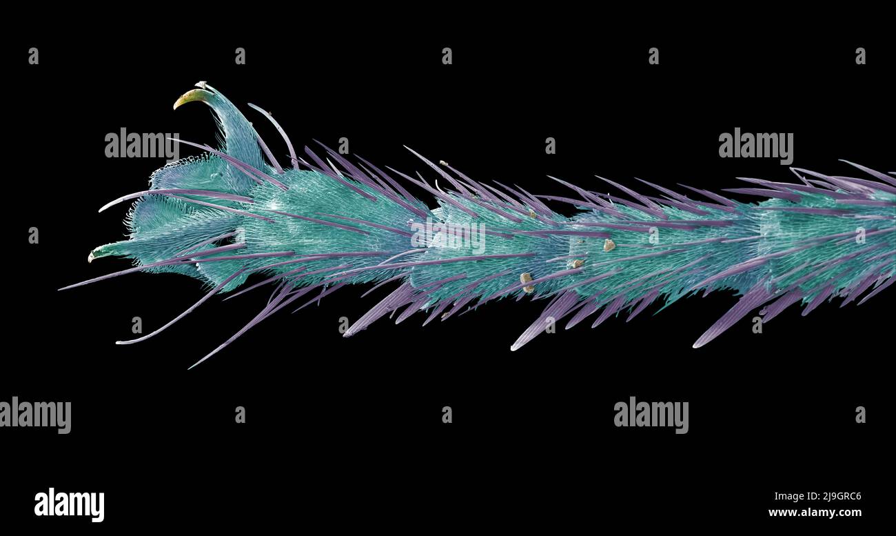 SEM Scanning Electron Microscope image of a Bluebottle Fly alien ...