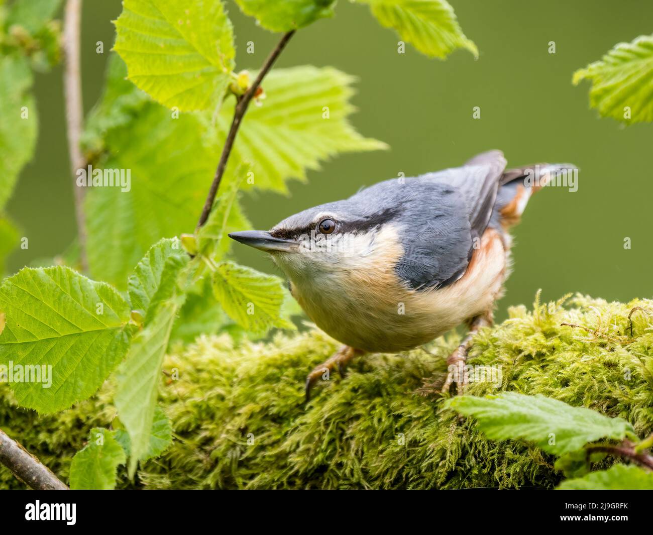 European nuthatch in the rain in mid Spring in mid Wales Stock Photo ...