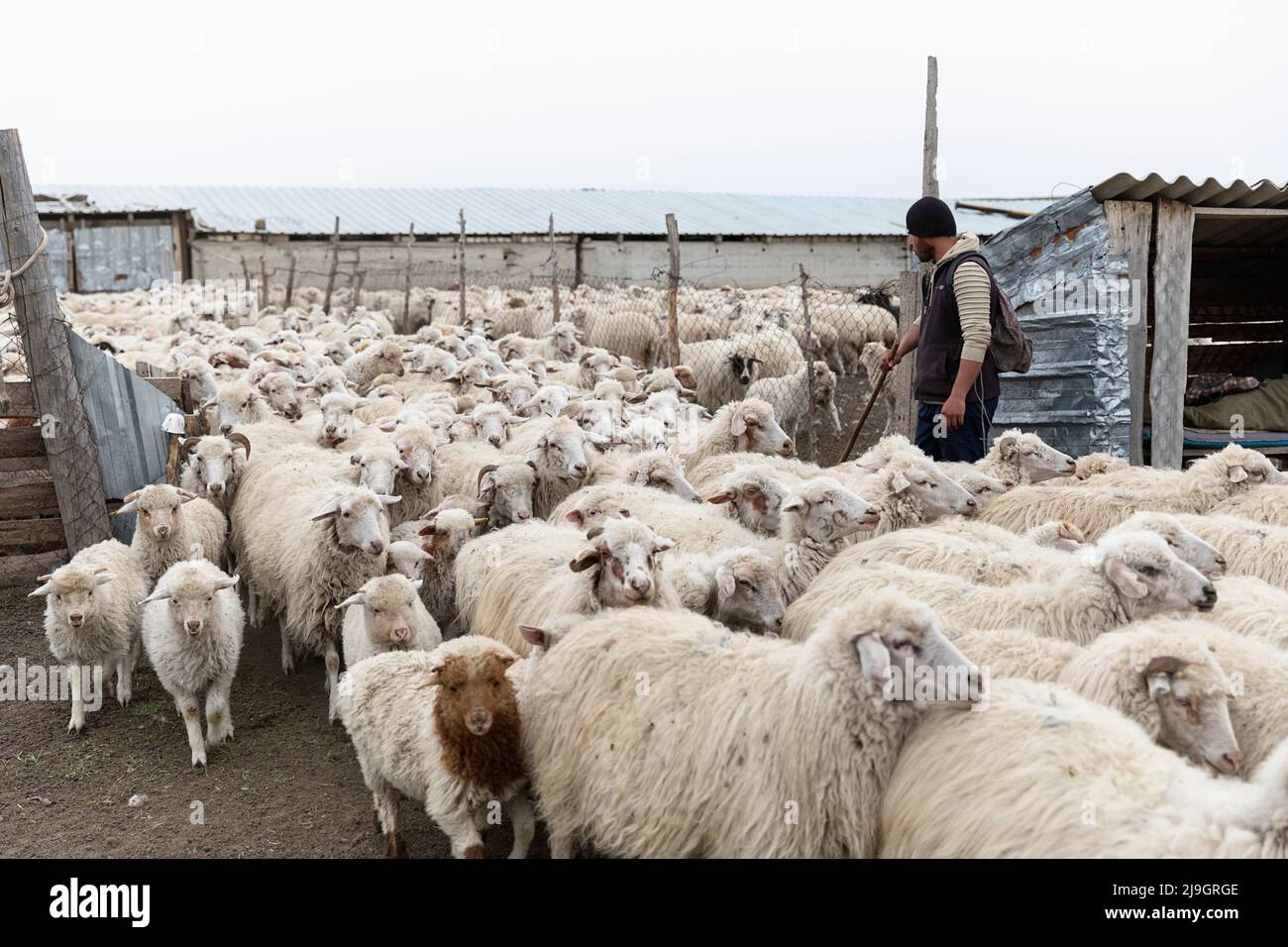A shepherd with his traditional stick releasing his flock of sheep from ...
