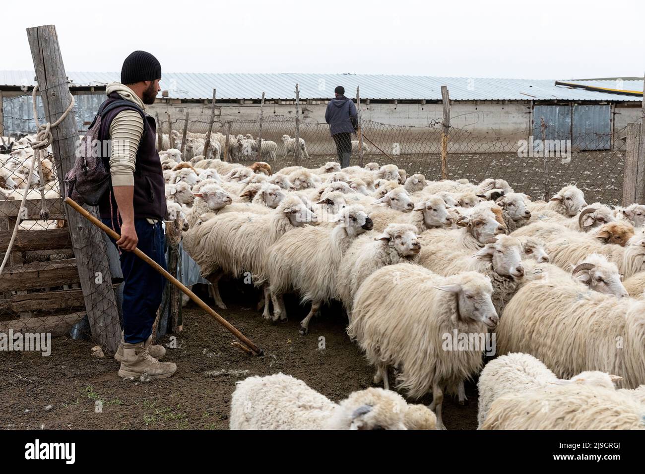 A shepherd with his traditional stick gathering his flock of sheep ...