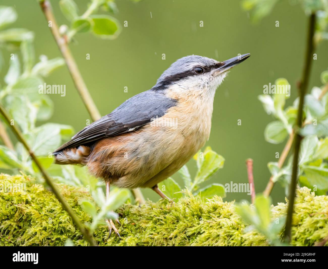 European nuthatch in the rain in mid Spring in mid Wales Stock Photo ...