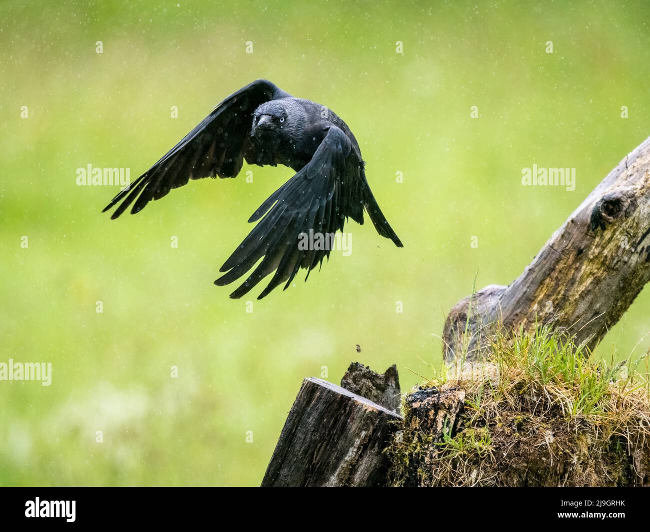 Jackdaw mid Spring in mid Wales Stock Photo - Alamy