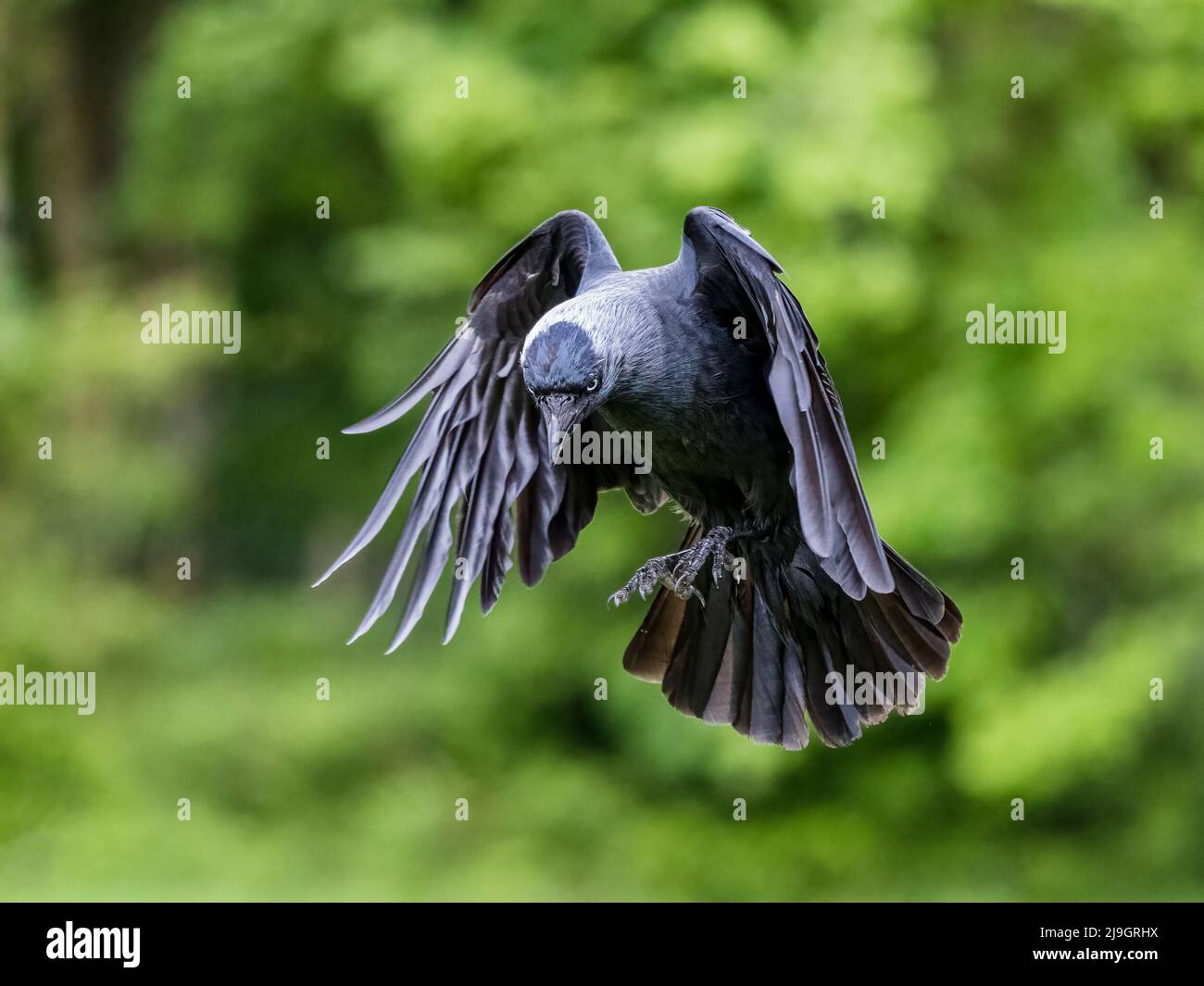 Jackdaw mid Spring in mid Wales Stock Photo - Alamy