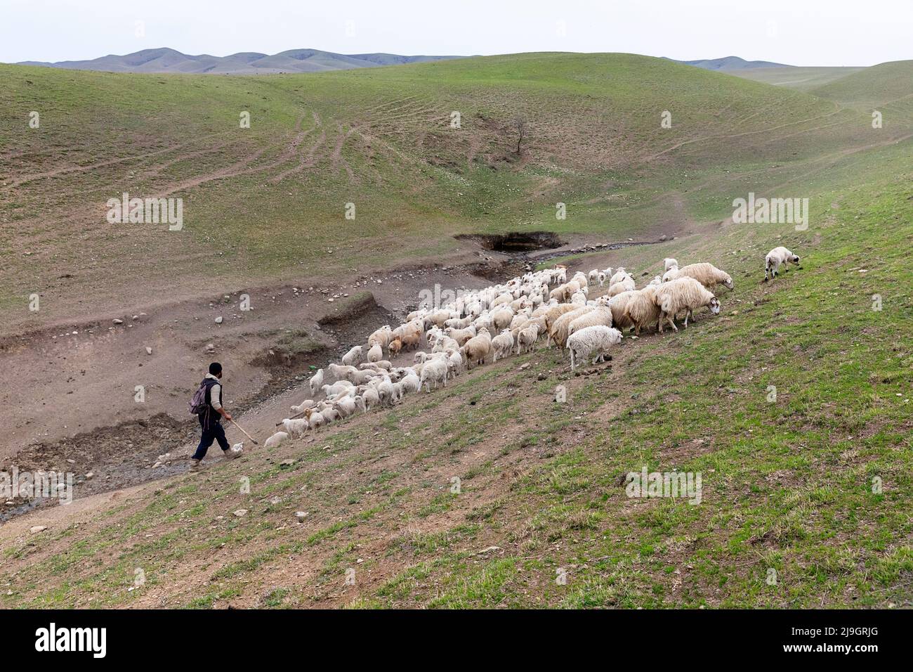 A shepherd with his traditional stick walking on a grass following his ...