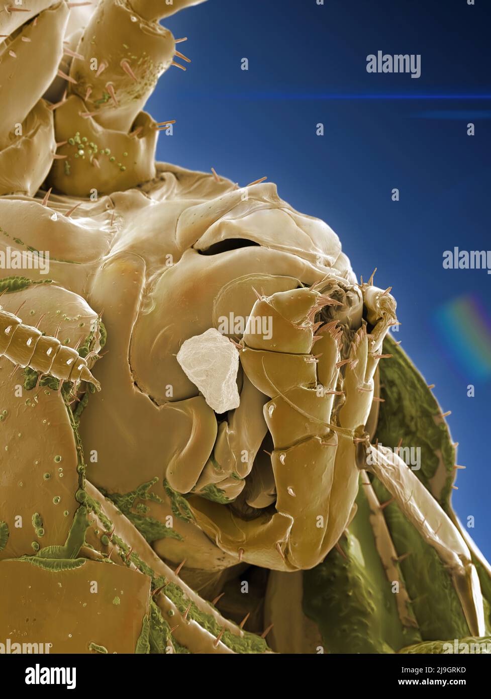 SEM Scanning Electron Microscope image of a Sandhopper, Sand Flea ...