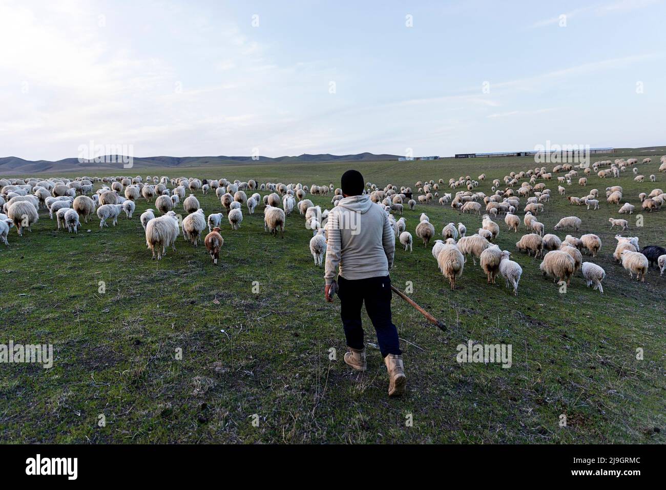 A shepherd with his traditional stick walking on a grass following his ...