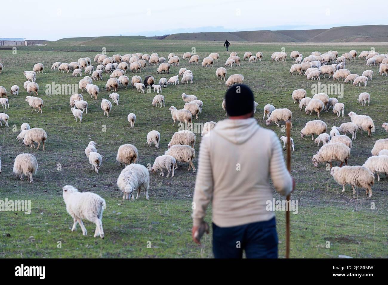 A shepherd with his traditional stick standing on a grass with his ...